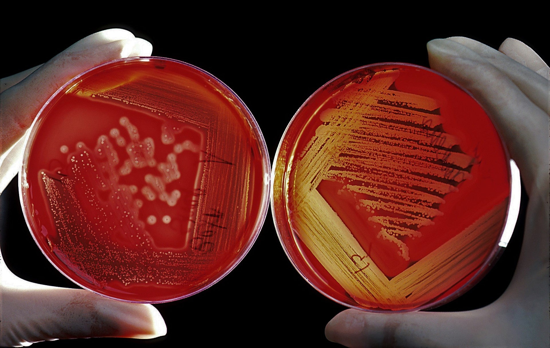 INIPharma S.A. de C.V. | Material de laboratorio | Reactivos | Equipos